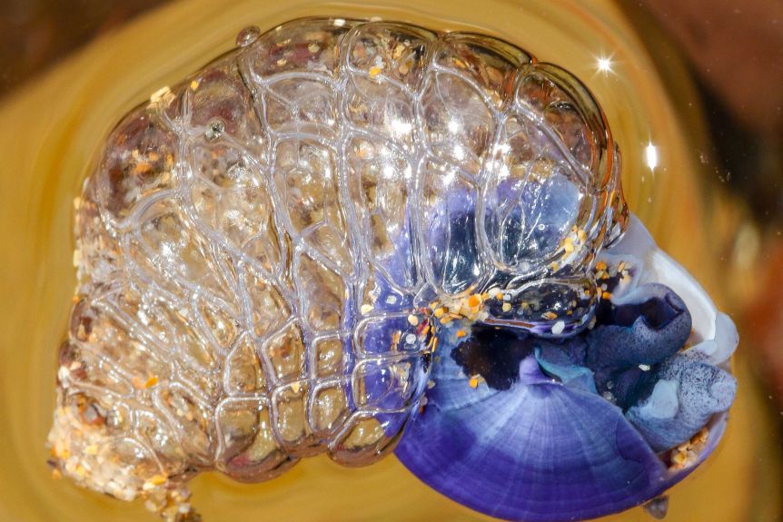 Mysterious Creatures of the 'Blue Fleet' Invade the Beaches! - Northern ...