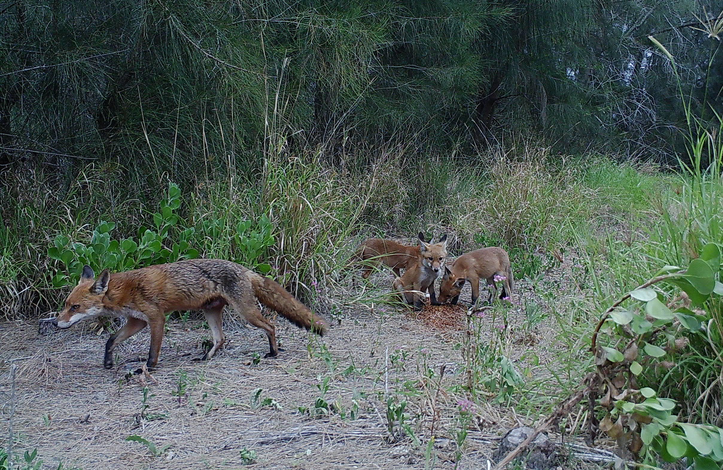 Foxes Becoming An Issue on the Beaches - Northern Beaches Living