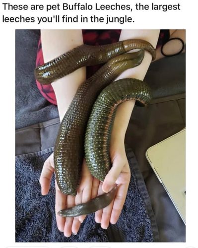 Leeches Invade the Beaches! - Northern Beaches Living