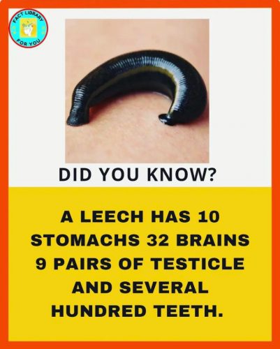 Leeches Invade the Beaches! - Northern Beaches Living