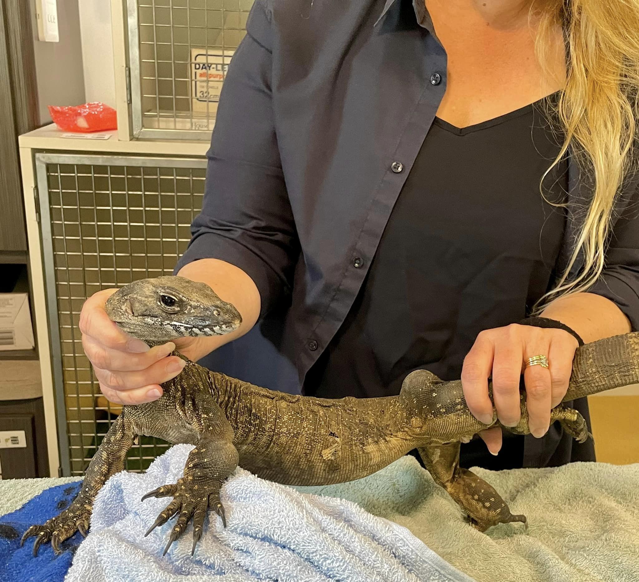 Meet Our Very Own Wildlife Warrior - Lynleigh Greig - Northern Beaches ...