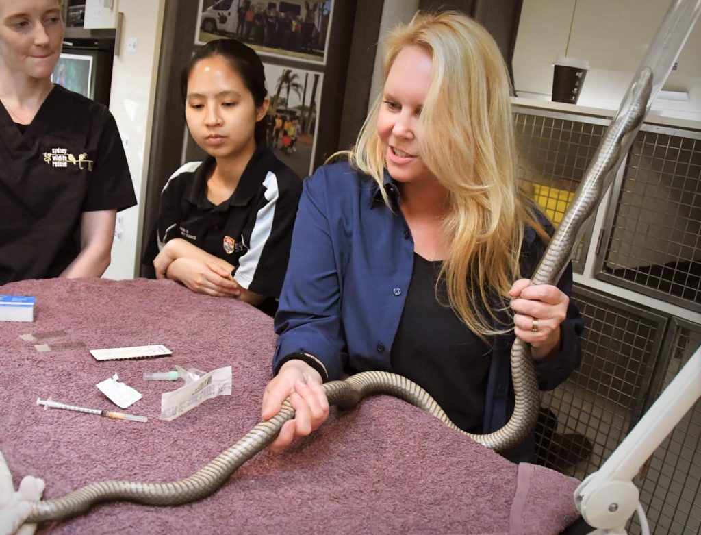 Meet Our Very Own Wildlife Warrior - Lynleigh Greig - Northern Beaches ...