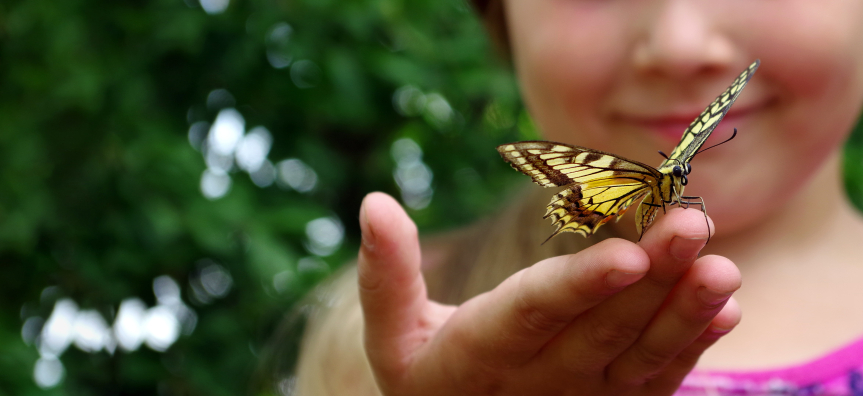 Kids on the Coast - Entomology Explorers - Northern Beaches Living