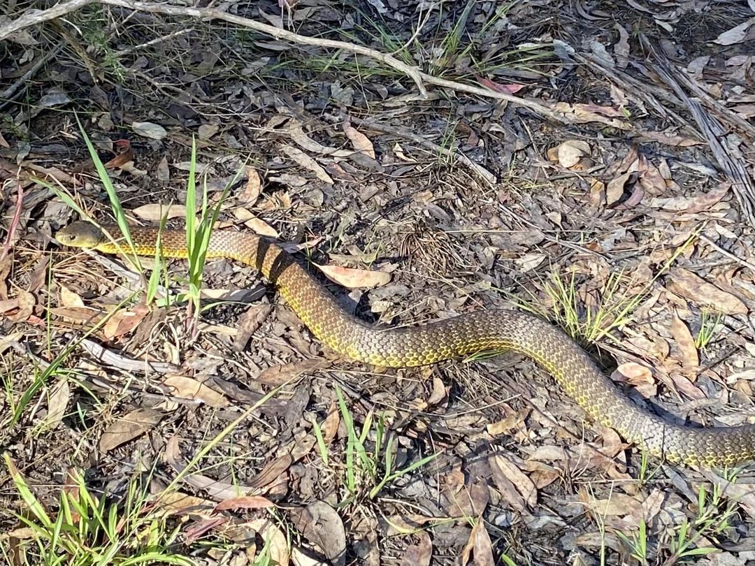 Rare Tiger Snake Encounter on the Beaches