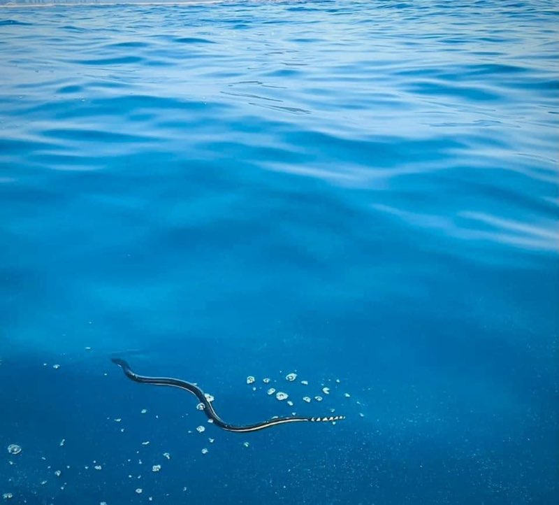 Two Venomous Yellow Bellied Sea Snakes Found on The Beaches And Safely ...