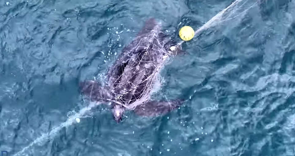 Giant Endangered Turtle Saved Off Dee Why Beach - Northern Beaches Living