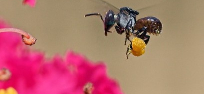 What's the Buzz about Bees - Northern Beaches Living