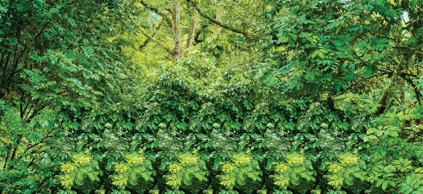 PHOTO:SYNTHESIS - Northern Beaches Living