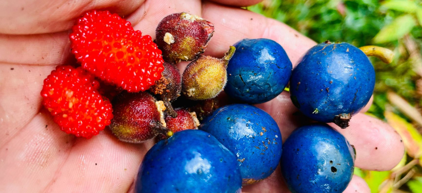 Bushtucker Tasting and Talk - Northern Beaches Living