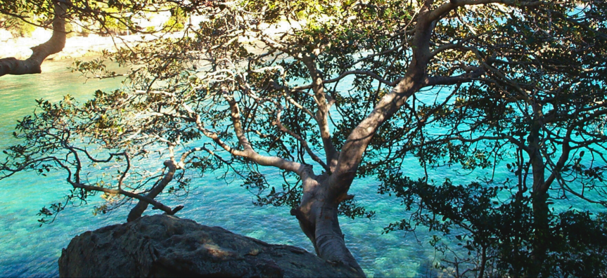 NAIDOC tree creations - Northern Beaches Living