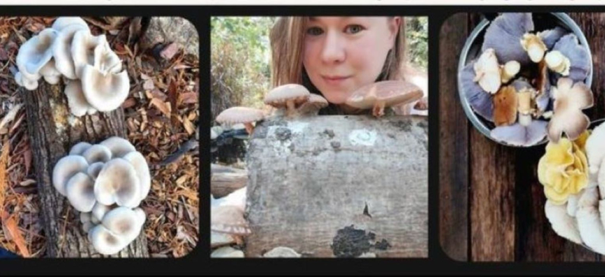 Mushroom Cultivation Workshop - Northern Beaches Living