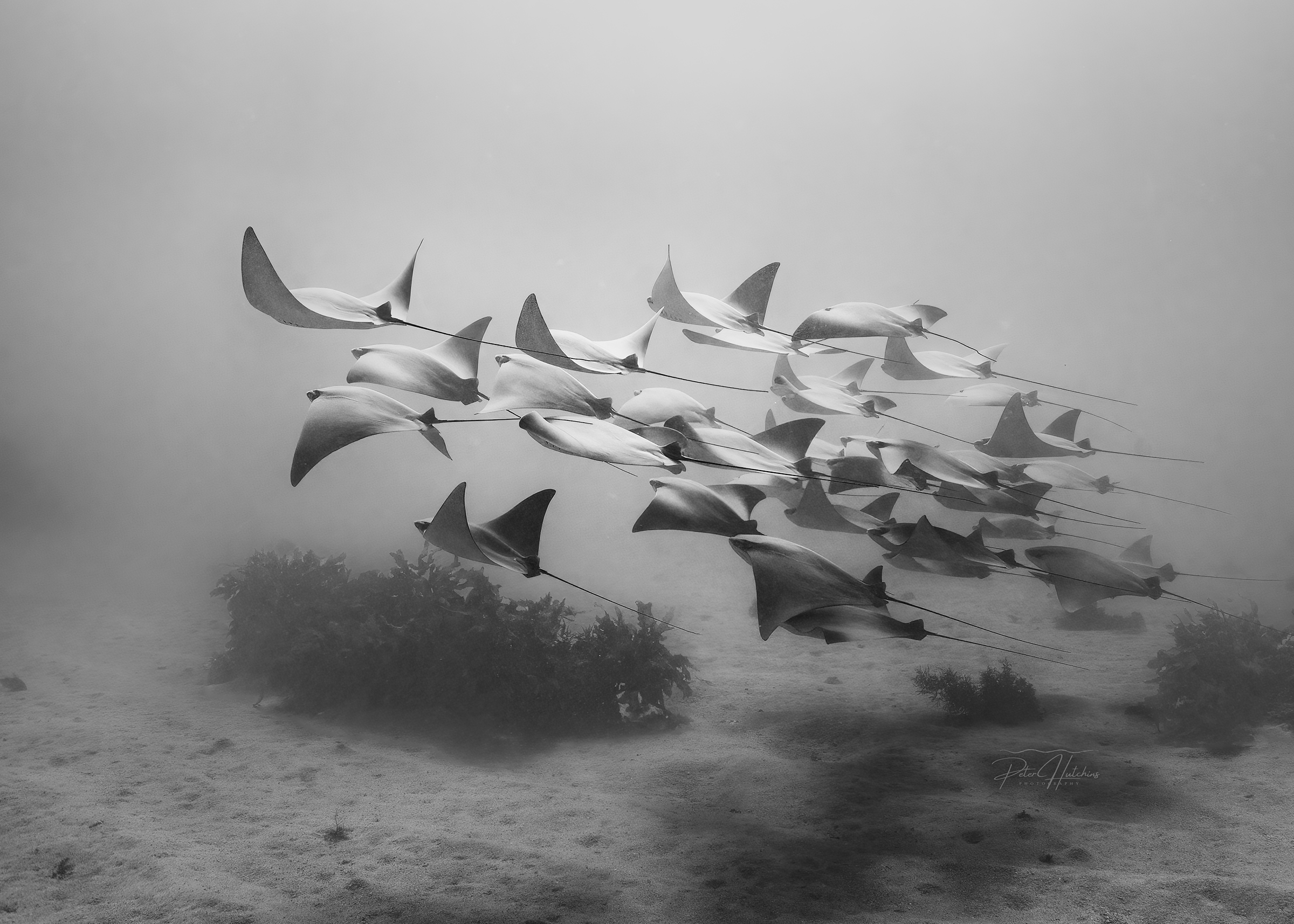 Peter Hutchins: Capturing Our Underwater Wonders - Northern Beaches Living